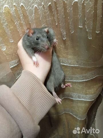 Крыса дамбо