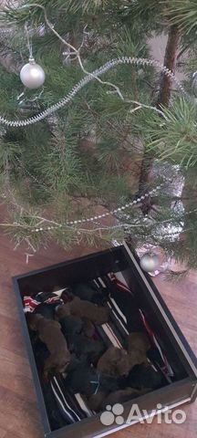 Щенки добермана