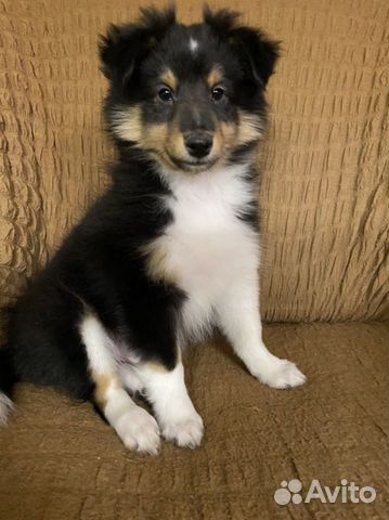 Мальчики шелти