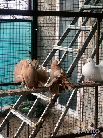 Декоративные голуби