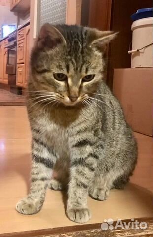 Котик