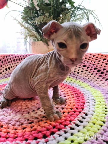 Донской сфинкс котята.порода украинский левкой