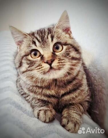 Котёнок с открытки
