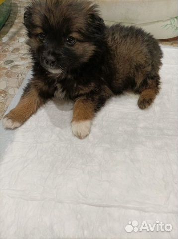 Лилу, вырастит небольшой, ждет семью