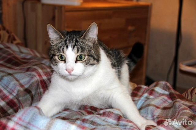Стеша, кошечка 3-4 года