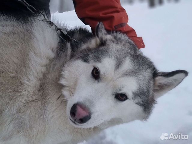Маламут нежный Зайка, обаятельный пёс, кастрирован