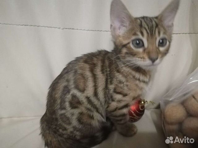 Бенгальская кошечка 2мес