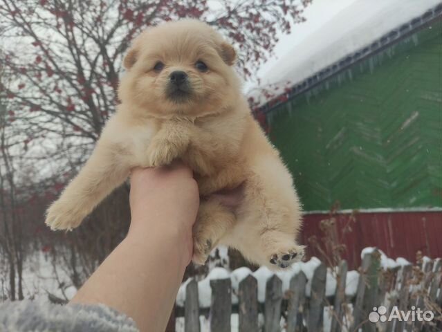 Шпиц девочка Мимишка