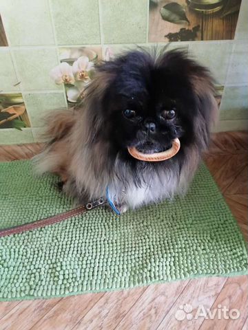 Вязка пекинес