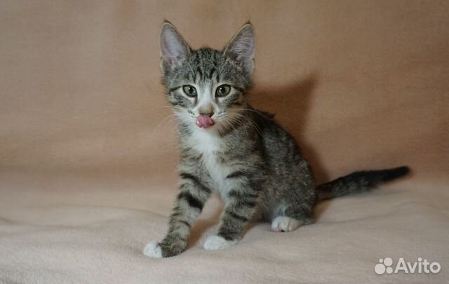 Котенок ищет свой дом