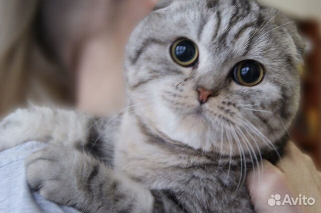 Шикарные котейки