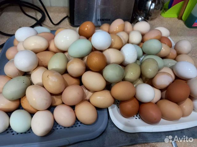 Инкубационное яйцо
