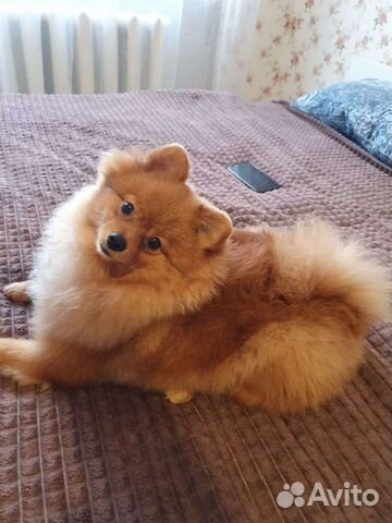 Немецкий шпиц вязка