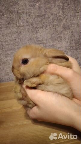 Карликовый кролик mini