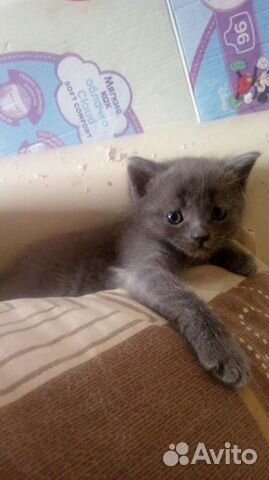 Котенок