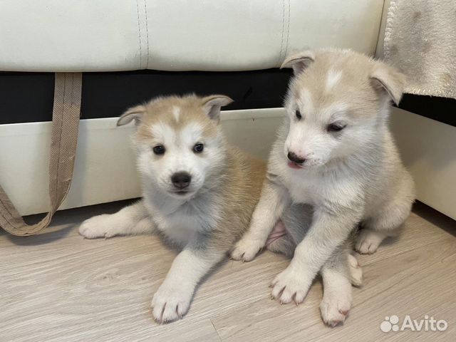 Щенки хаски