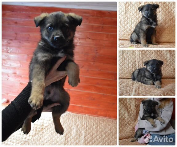 Щенок (мальчик, 2 месяца) в добрые руки