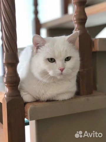 Белоснежный котяра, 2 года