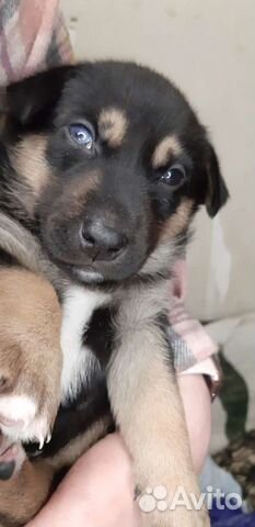 Животные в дар