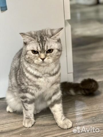 Шотландский прямоухий котенок мраморный окрас