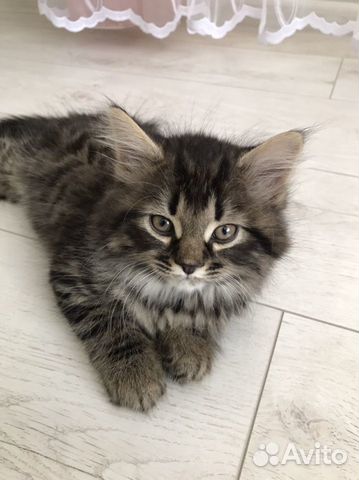 Котенок (мать шотландка, отец брит)