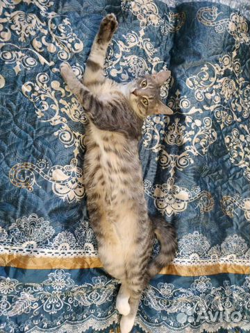 Молодой котик