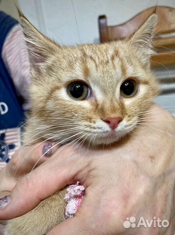 Котята -рыжики 3 месяца мальчик и девочка