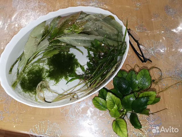 Прополка растений в аквариуме