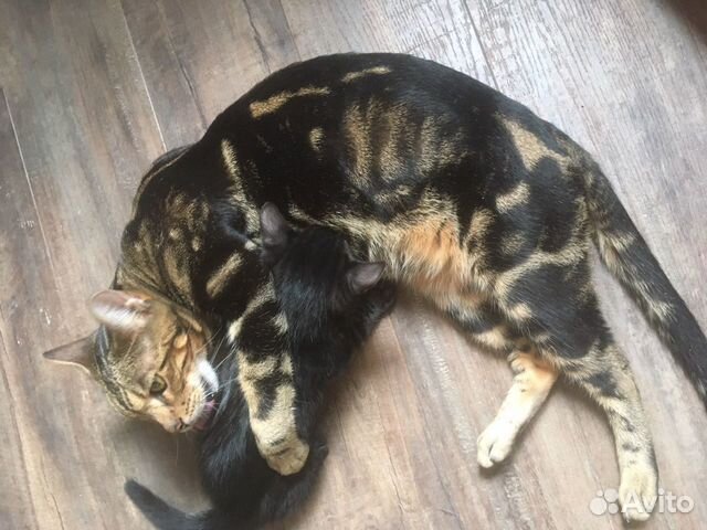 Бенгальская кошка