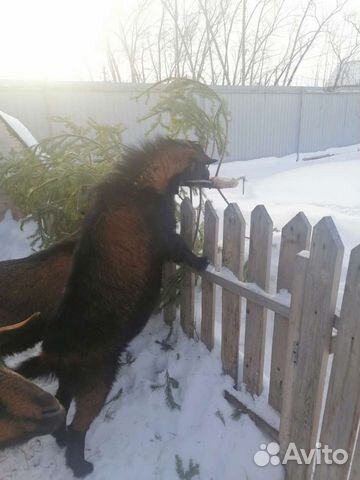 Продам козла Чеха