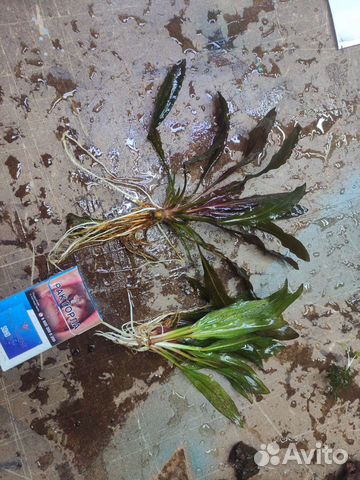 Аквариумные растения