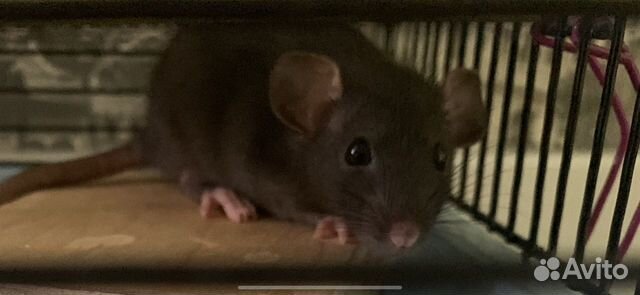 Мышь Крыски дамбо