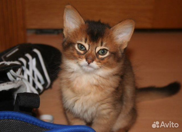 Сомалийская