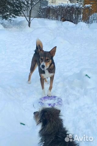 Отдам в хорошие руки