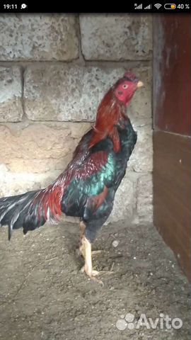 Бойцовые петухи