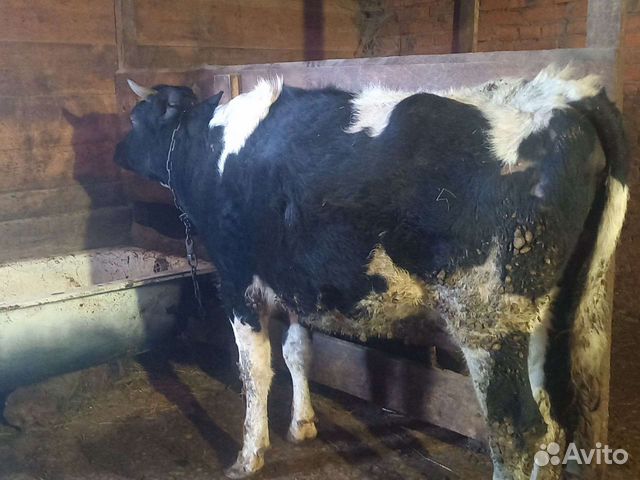 Стельная телка