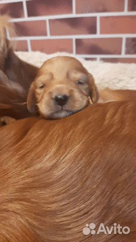 Кокер спаниель(девочка)