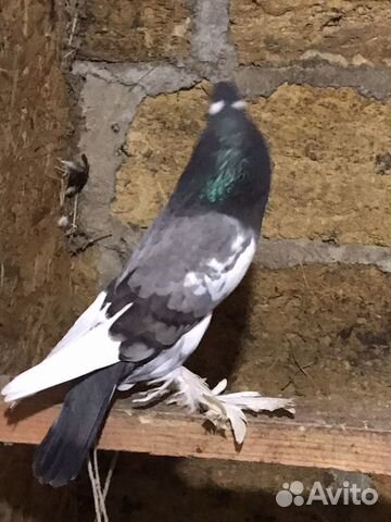 Голуби тутыш