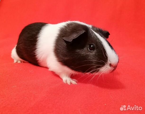 Морские свины и свинка