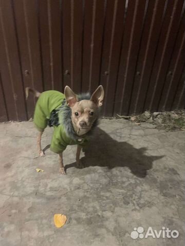 Собаки щенки