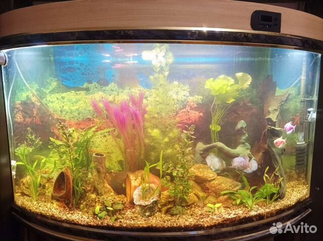 Рыбка для аквариума