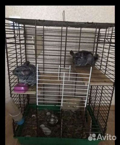 Шиншилла семья