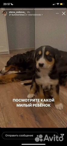 Щенок в добрые руки