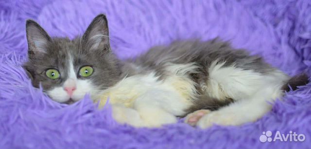 Котенок Зося в добрые руки