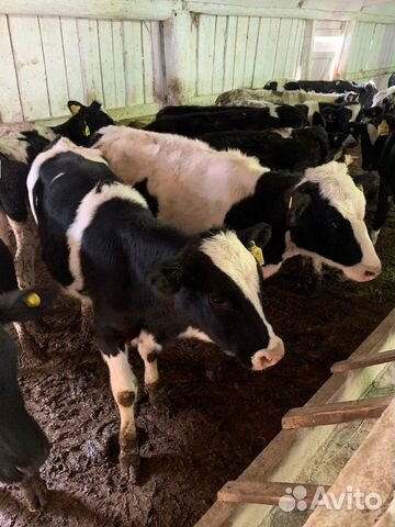 Телки бычки