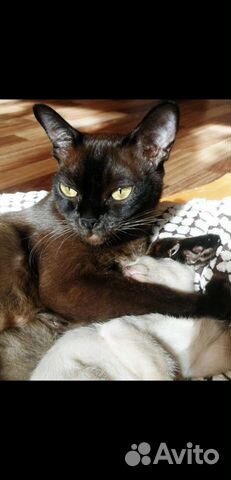 Бурма девочка 3 года