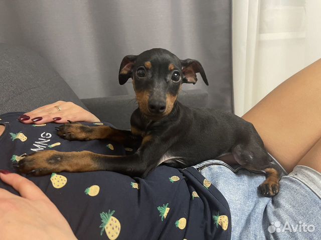 Красавец привит на год video