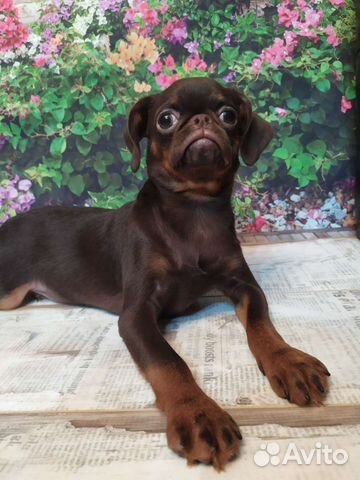 Шоколадно подпалый брабансончик