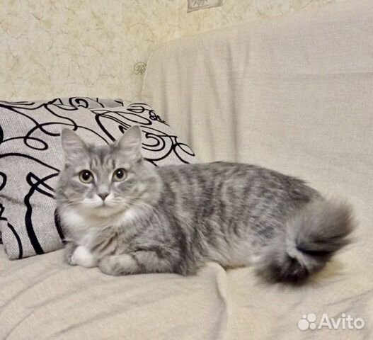 Кошечка пушистая 2 года