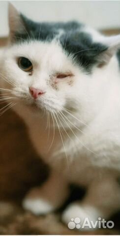 Бедная кошечка ищет свой дом